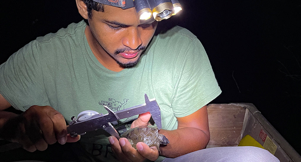 Into the Field and Under the Water: Tracking Hatchling Hicatees – Turtle Survival Alliance