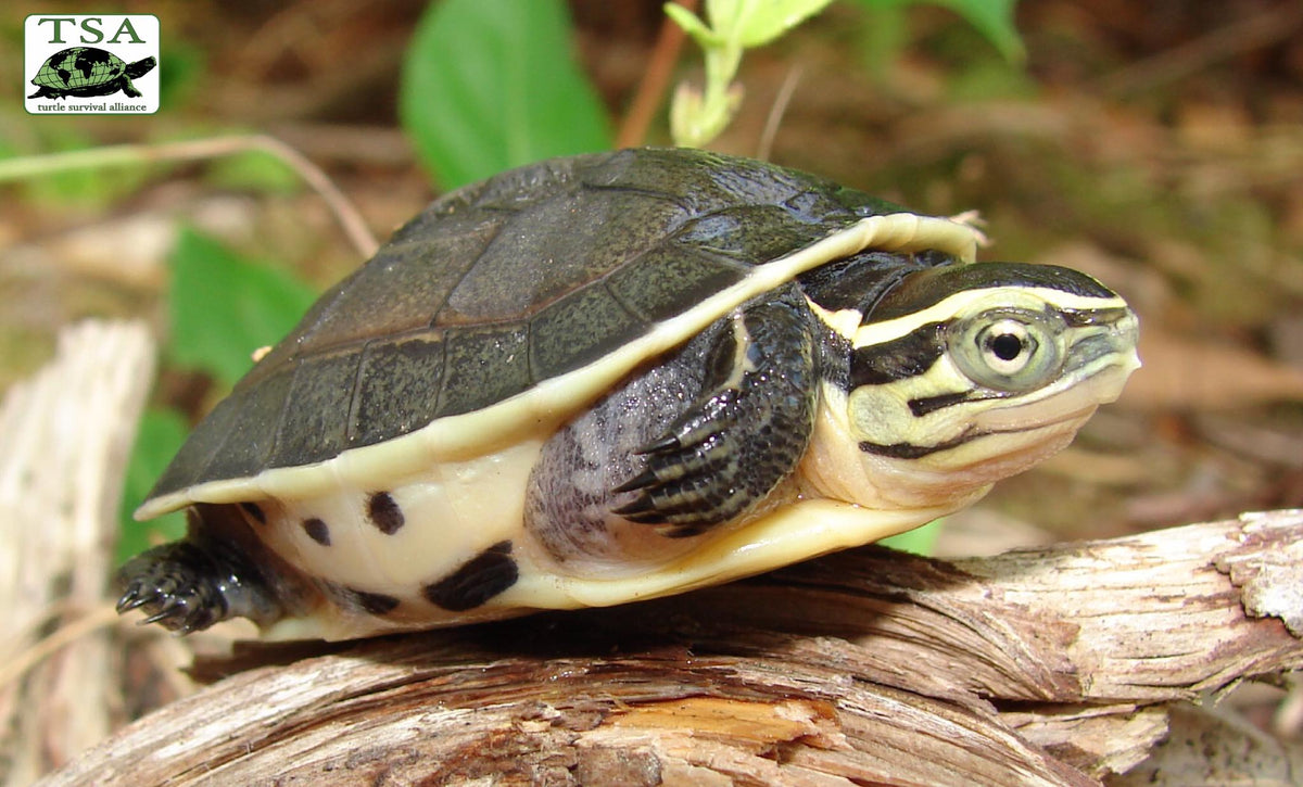 TSC Hatches Seven Species – Turtle Survival Alliance