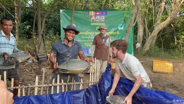 10 Royal Turtles Released into their Natural Habitat – Turtle Survival ...