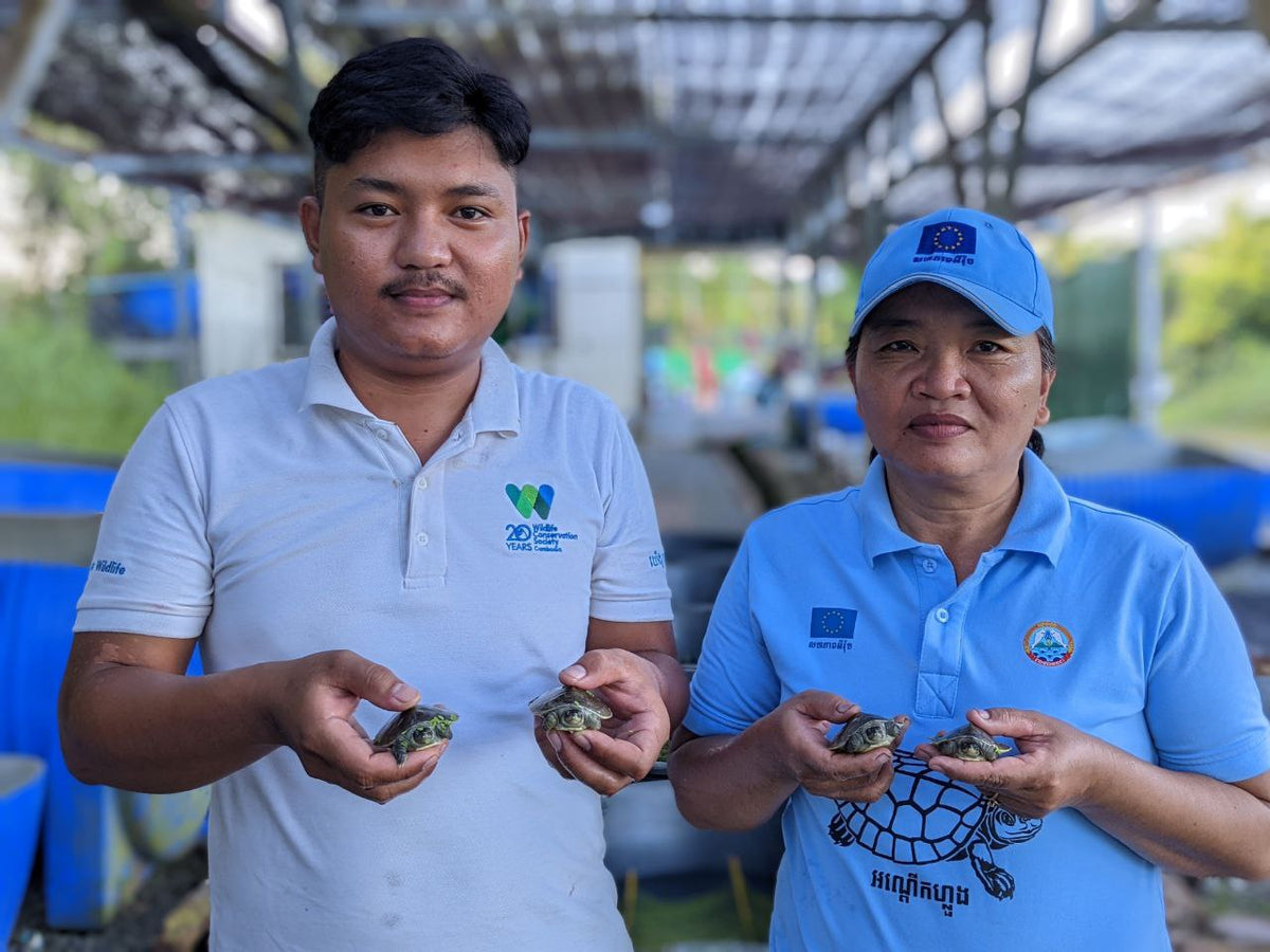 30 Royal Turtles Hatch in Cambodia! – Turtle Survival Alliance