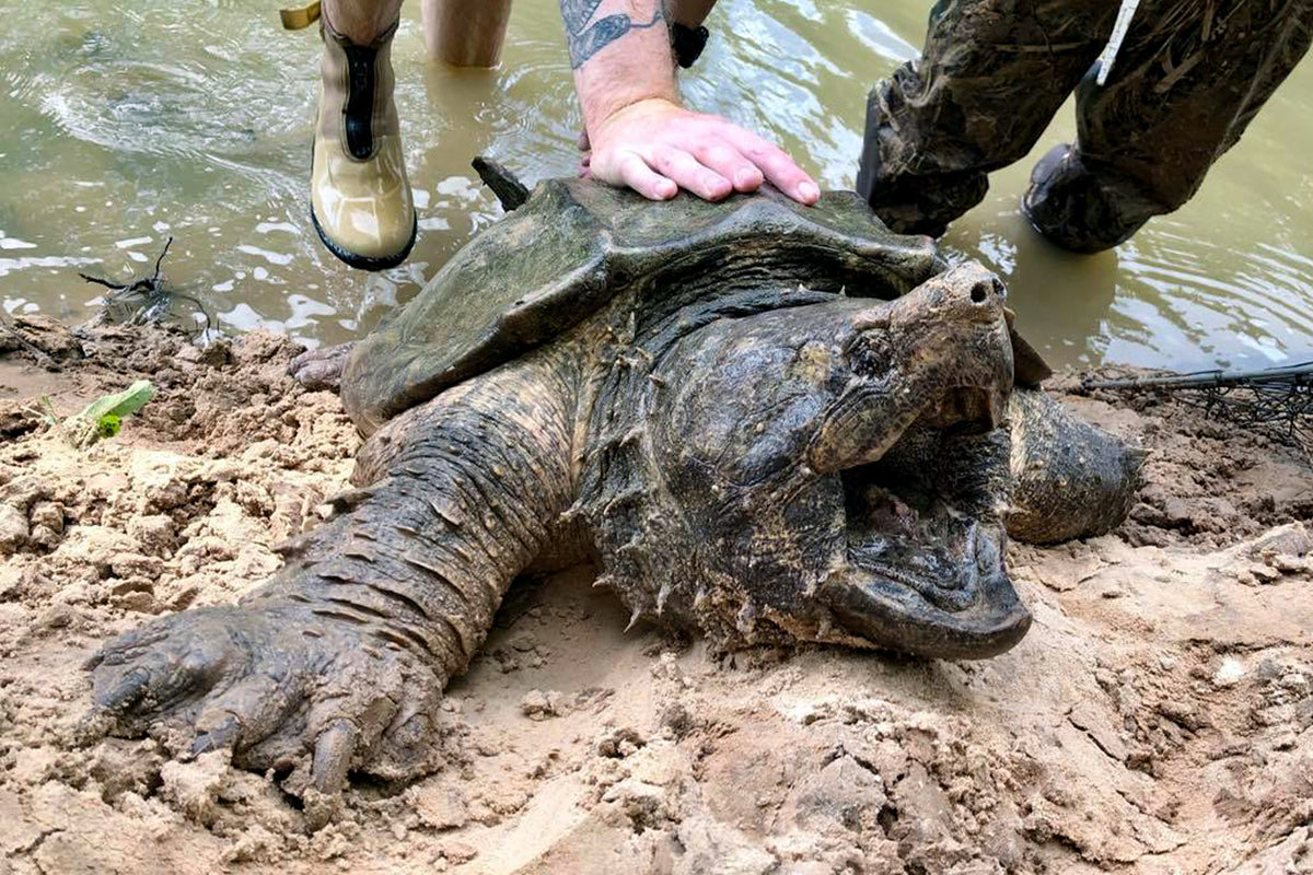 *UPDATE* Houston's Alligator Snapping Turtles NEED YOUR HELP! *comment ...
