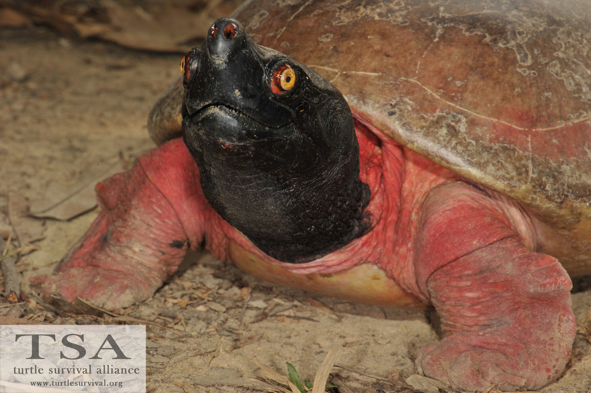 TSA Species Spotlight Vol. 2: Northern river terrapin – Turtle Survival ...
