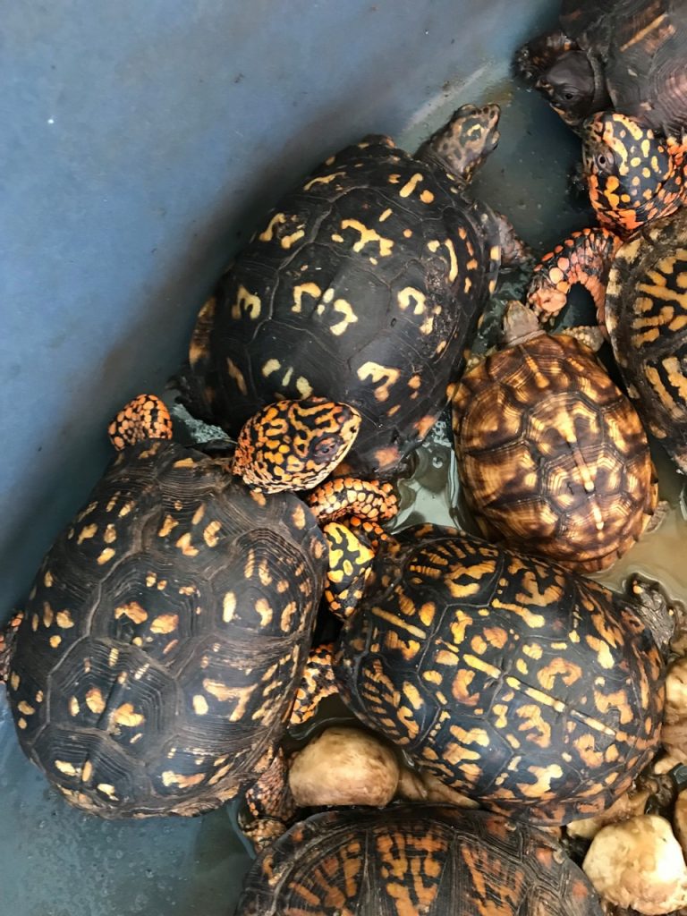 Box Turtles In Peril From Black Market Madness – Turtle Survival Alliance