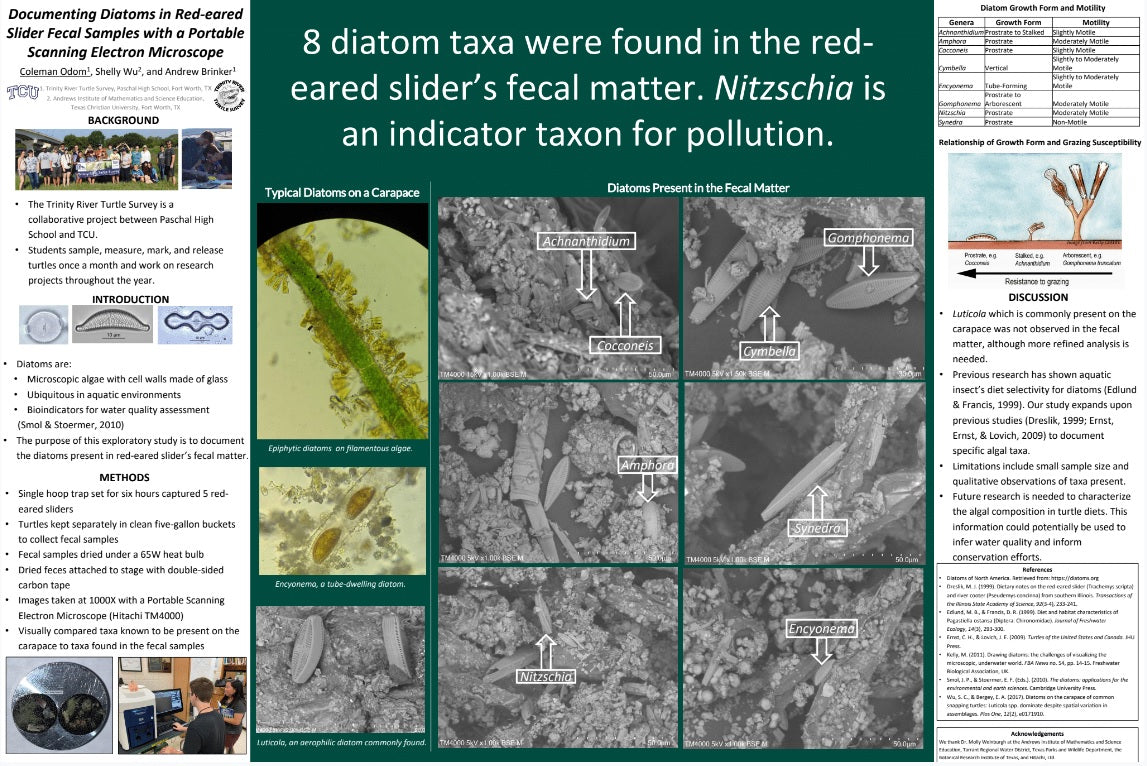 Documenting Diatoms in Red-eared Slider (Trachemys scripta elegans) Fe ...