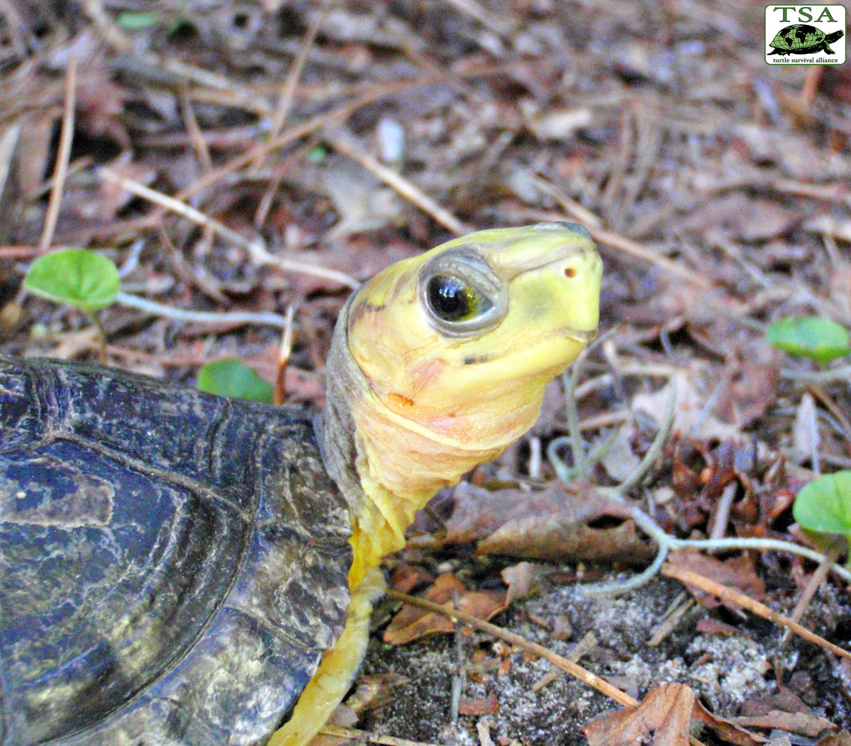 Species Spotlight Vol. 15 – Turtle Survival Alliance