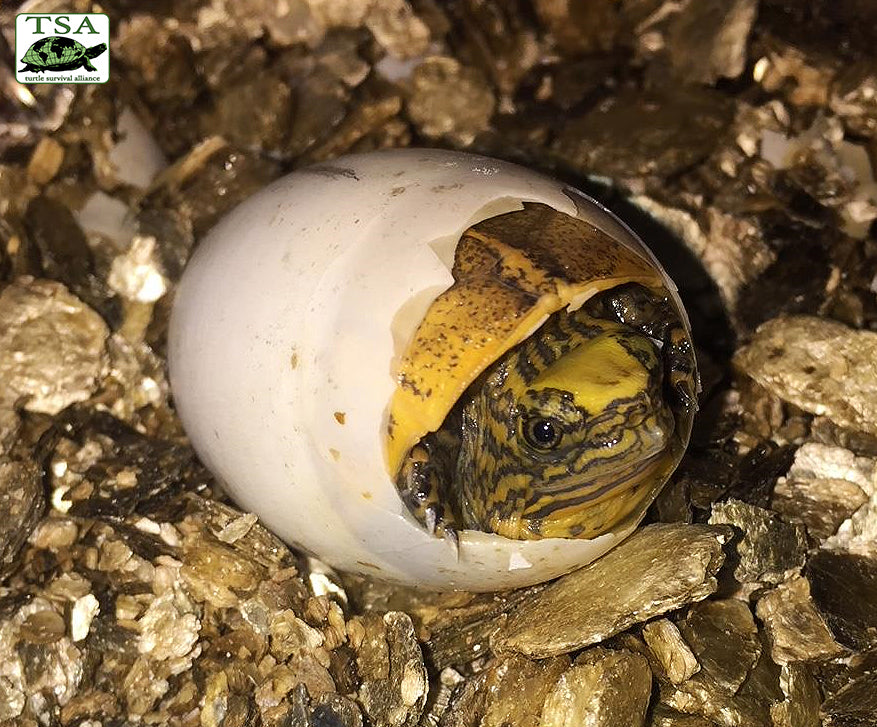 Southern Vietnam Box Turtle Hatches at the TSC! – Turtle Survival Alliance