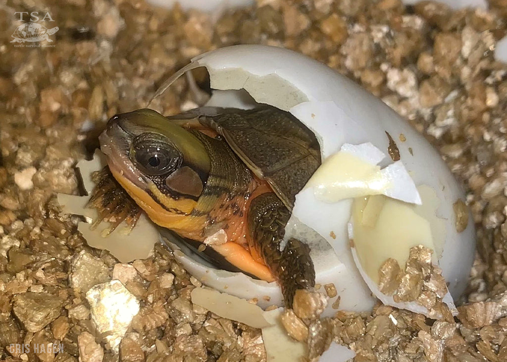 Notable New Hatch! – Turtle Survival Alliance
