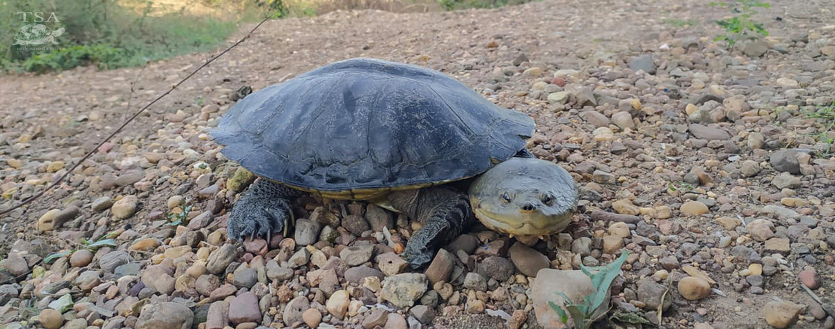La Carranchina Natural Reserve Welcomes Newest Additions – Turtle ...