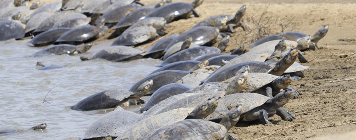 December Nesting Commencement – Turtle Survival Alliance