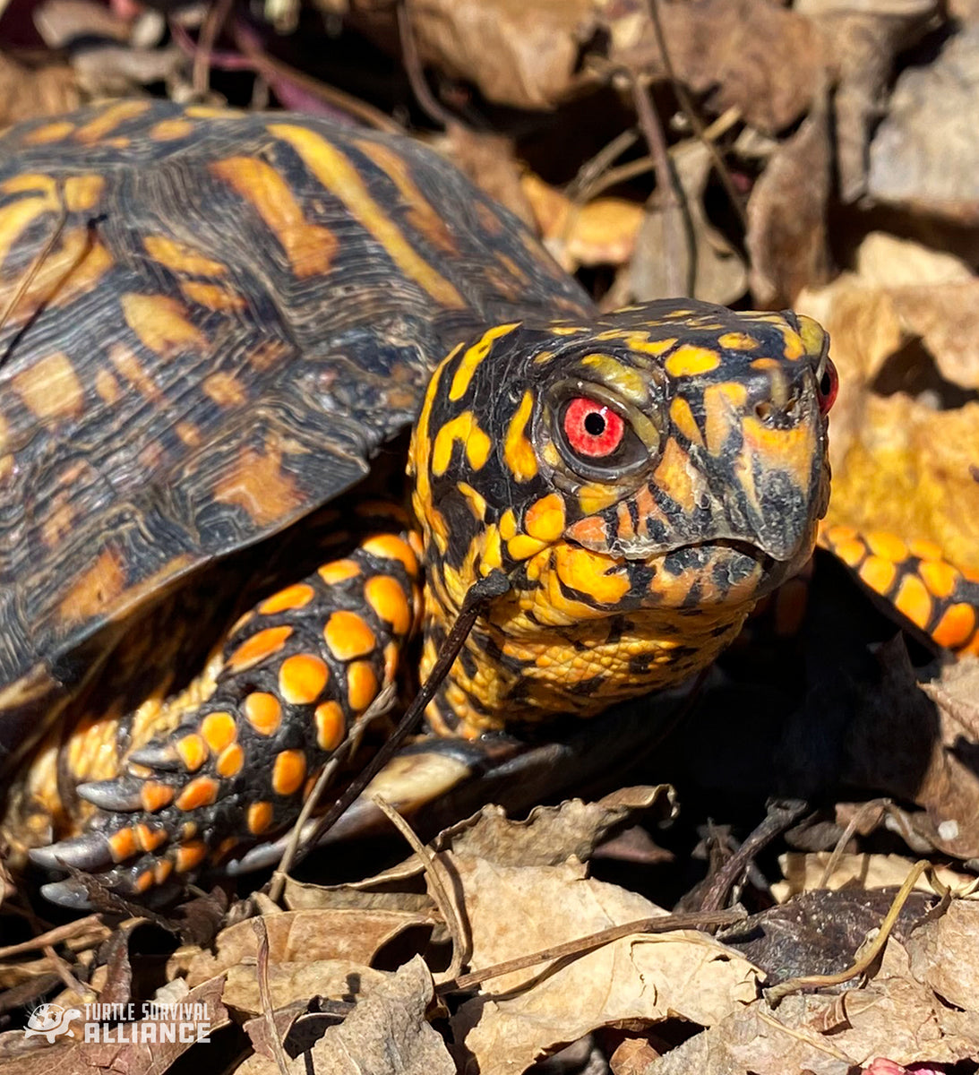 Species Spotlight! Eastern Box Turtle! – Turtle Survival Alliance