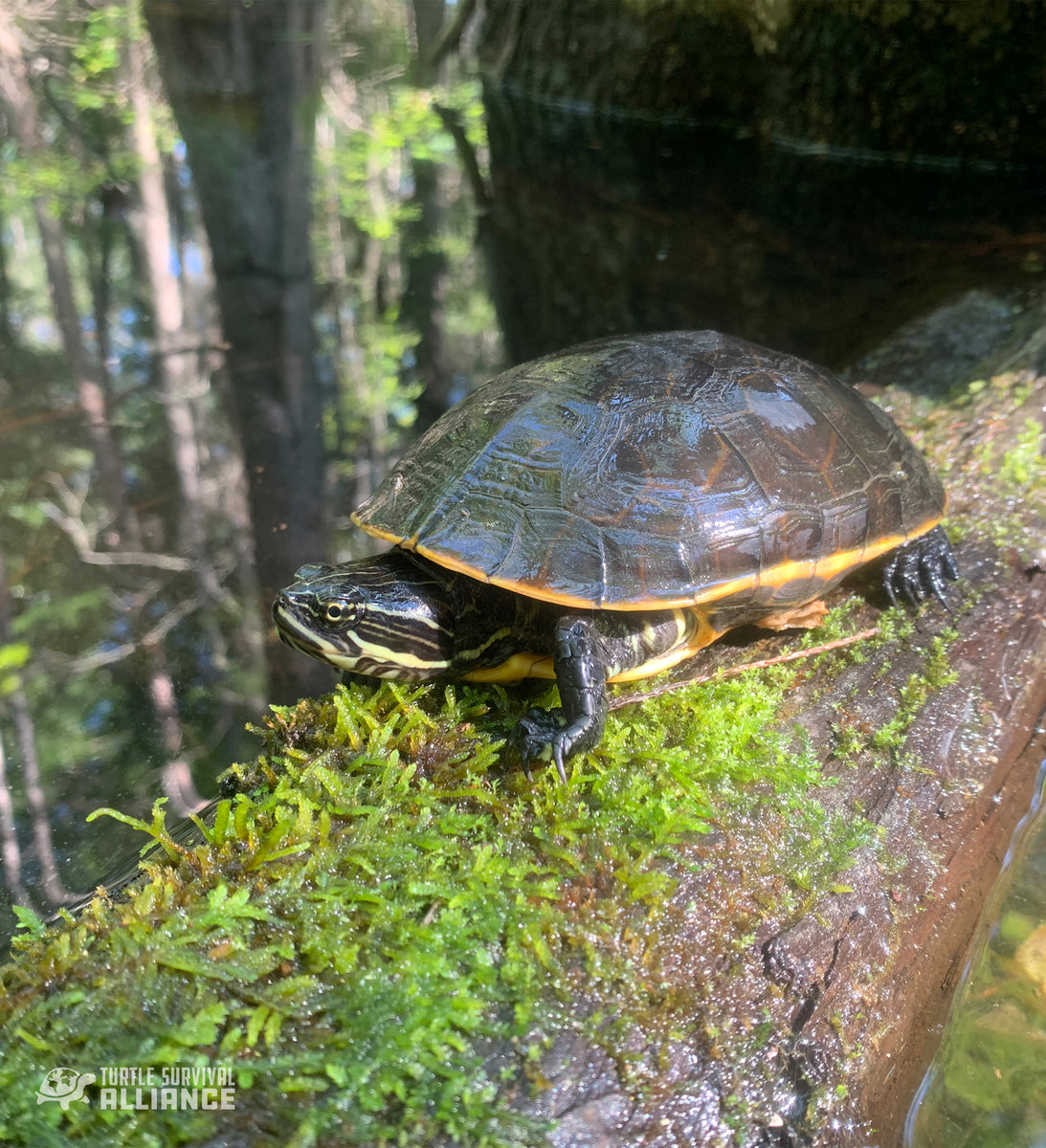 Species Spotlight! Eastern Chicken Turtle! – Turtle Survival Alliance