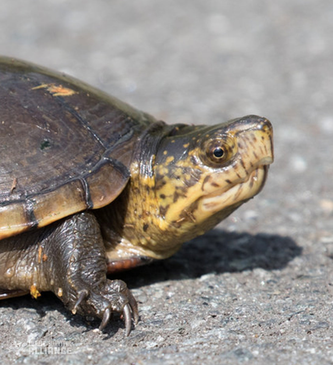 Species Spotlight! Eastern Mud Turtle! – Turtle Survival Alliance