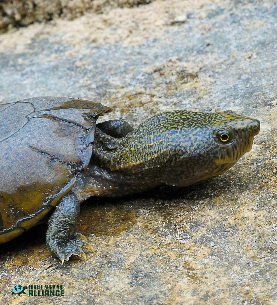 Species Spotlight! Flattened Musk Turtle! – Turtle Survival Alliance