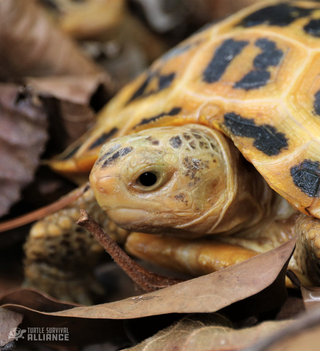 Species Spotlight! Forsten's Tortoise! – Turtle Survival Alliance