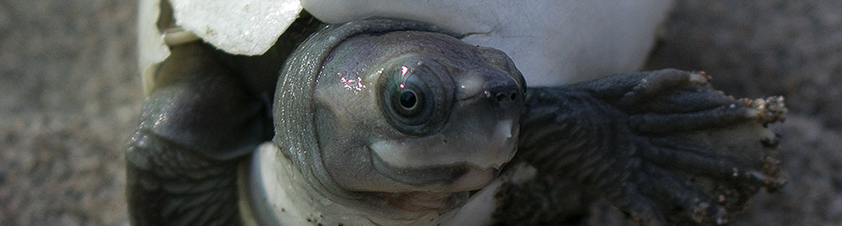 A Turtle With a Permanent Smile Was Brought Back from Extinction ...