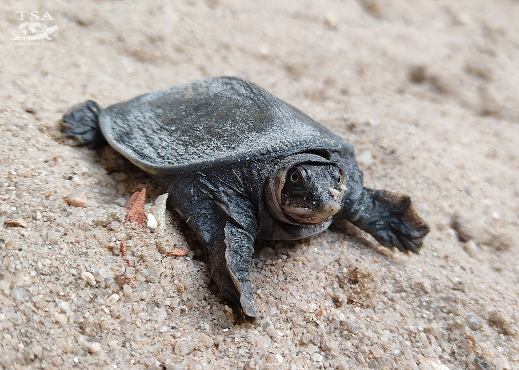 TSA Celebrates World Wetlands Day in the Best Way – Turtle Survival ...