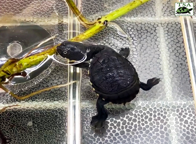 Rote Island Snake-necked Turtles Hatch at the TSC – Turtle Survival ...