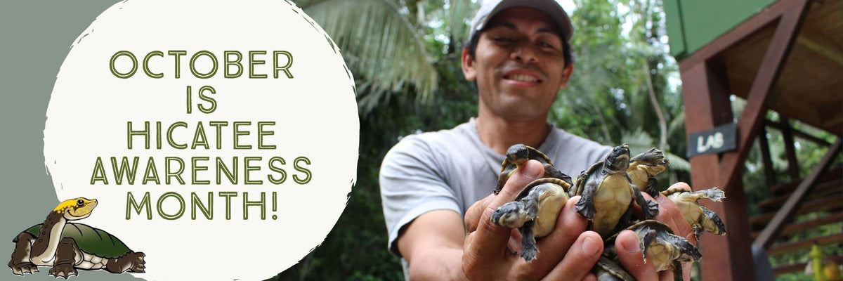 The Hicatee Turtle - Belize's National Treasure – Turtle Survival Alliance