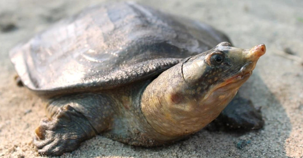 Reintroducing the Black Softshell Turtle – Turtle Survival Alliance