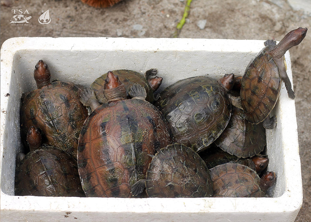 Painting a Picture of Progress in North Sumatra – Turtle Survival Alliance