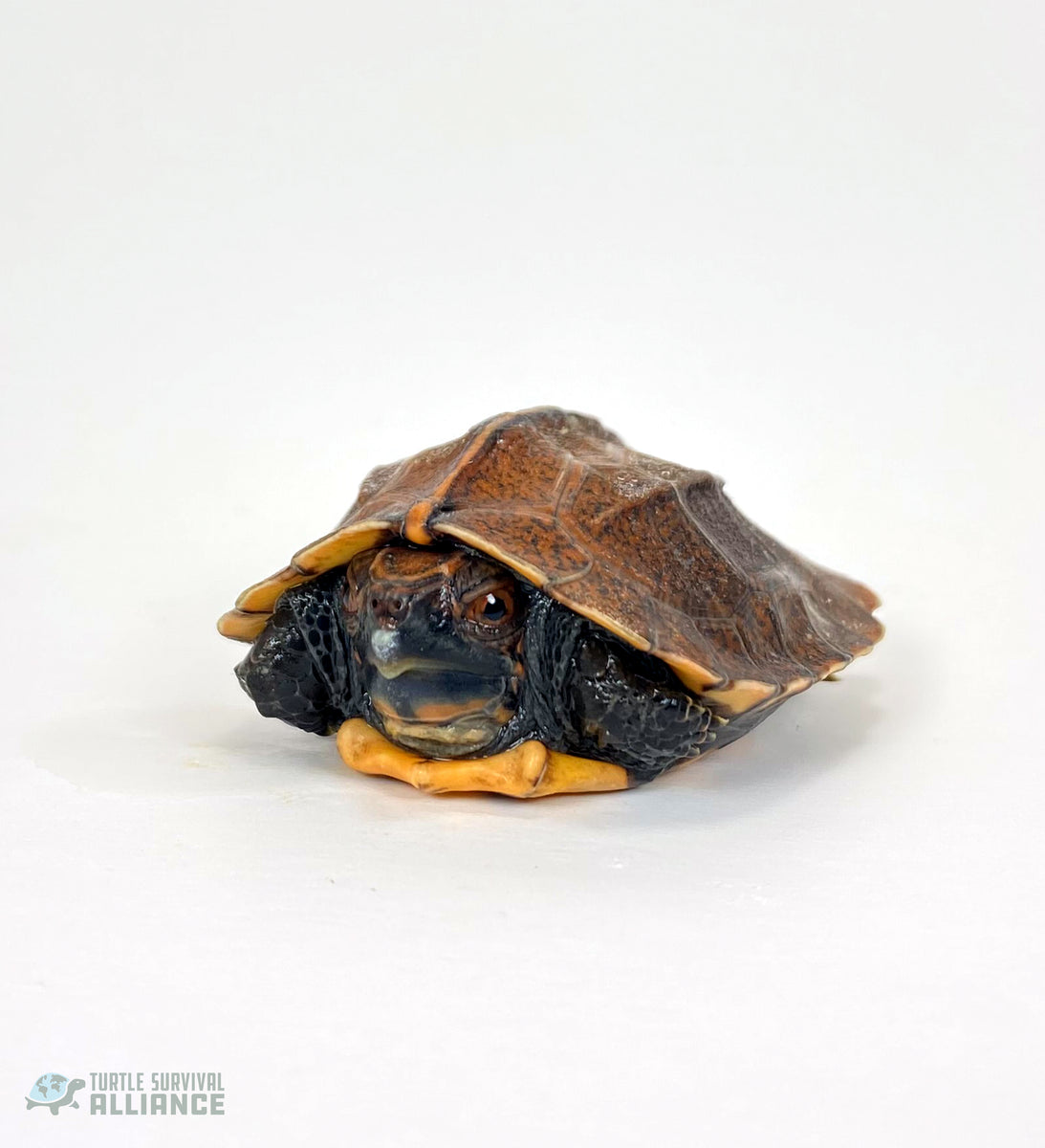 Species Spotlight! Keeled Box Turtle! – Turtle Survival Alliance