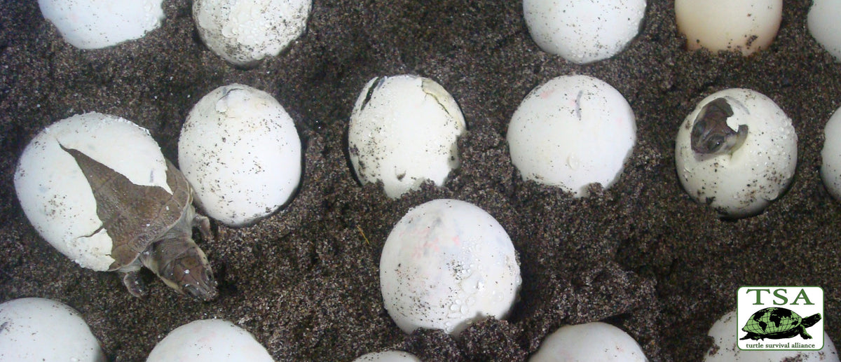 Critically Endangered Magdalena River Turtles released in Colombia ...