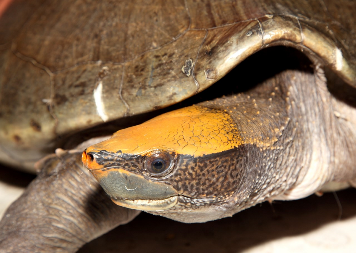 Species Spotlight Vol.10 – Turtle Survival Alliance