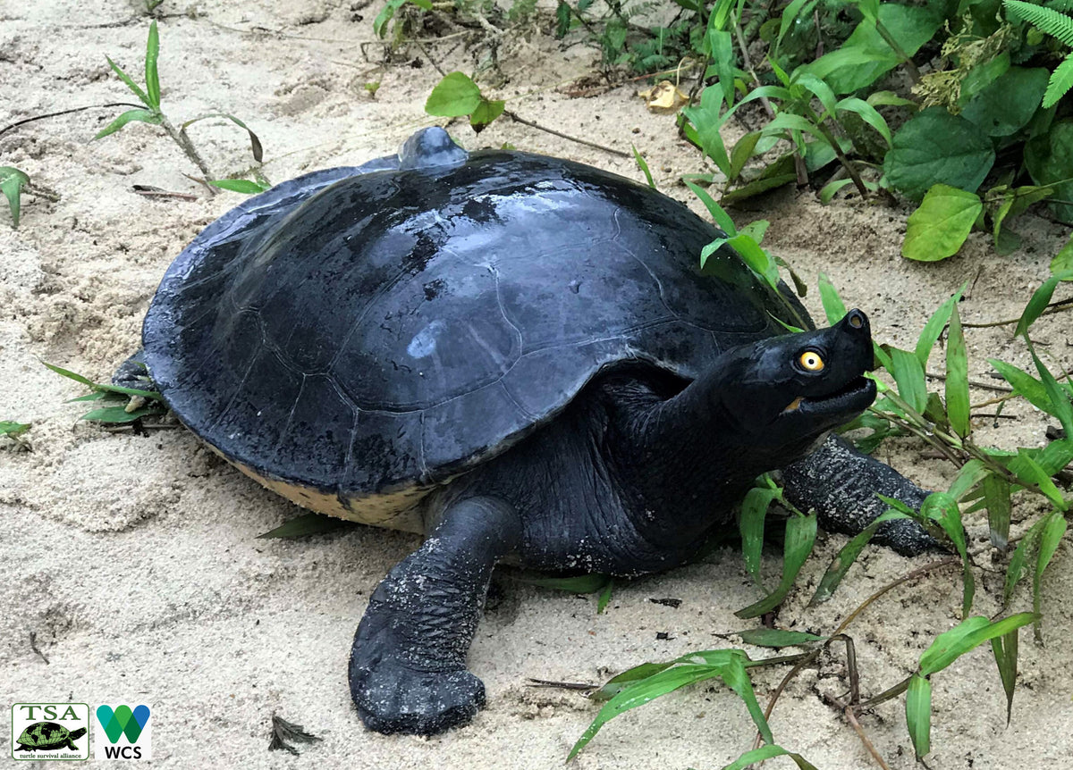 Species Spotlight Vol. 14 – Turtle Survival Alliance
