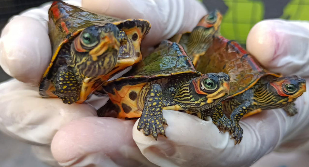 Nearly 300 Poached Turtles Return Home in India – Turtle Survival Alliance