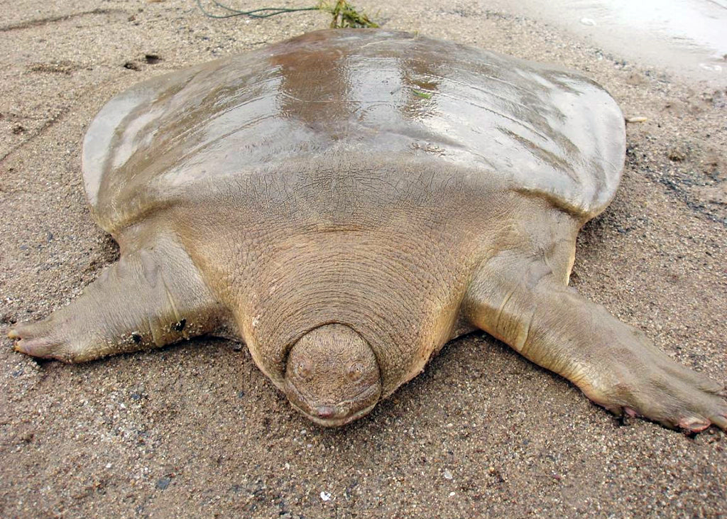 Species Spotlight: Asian Giant Softshell – Turtle Survival Alliance