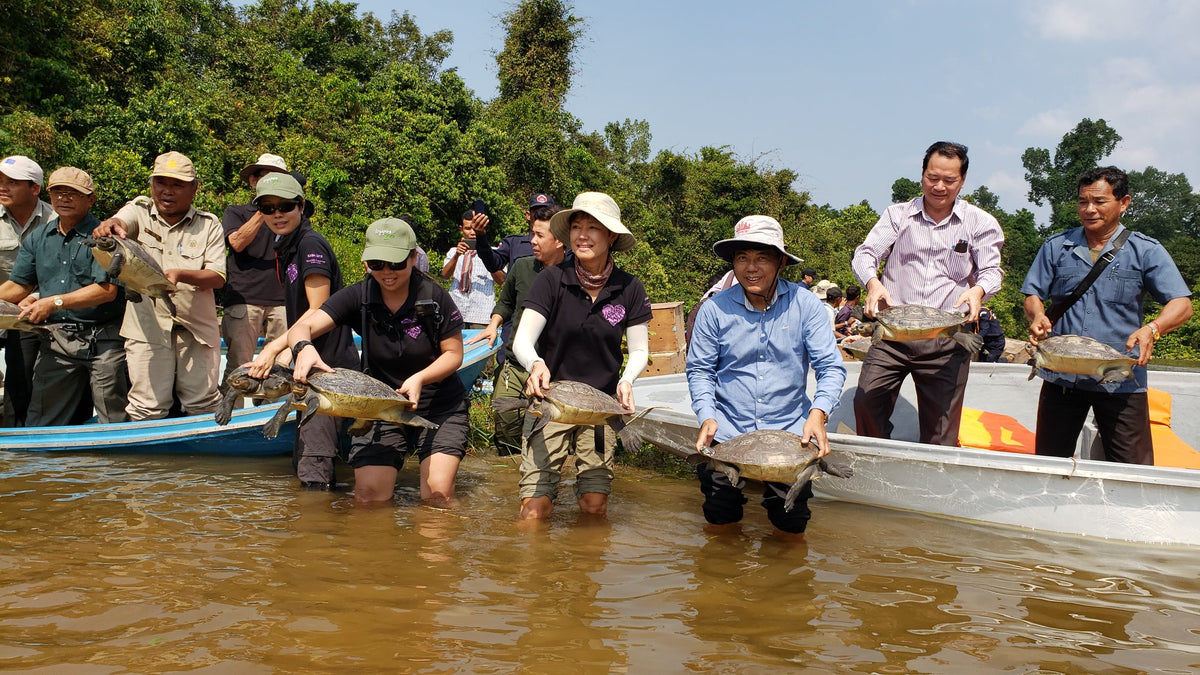 Royal Turtles Released in Cambodia – Turtle Survival Alliance