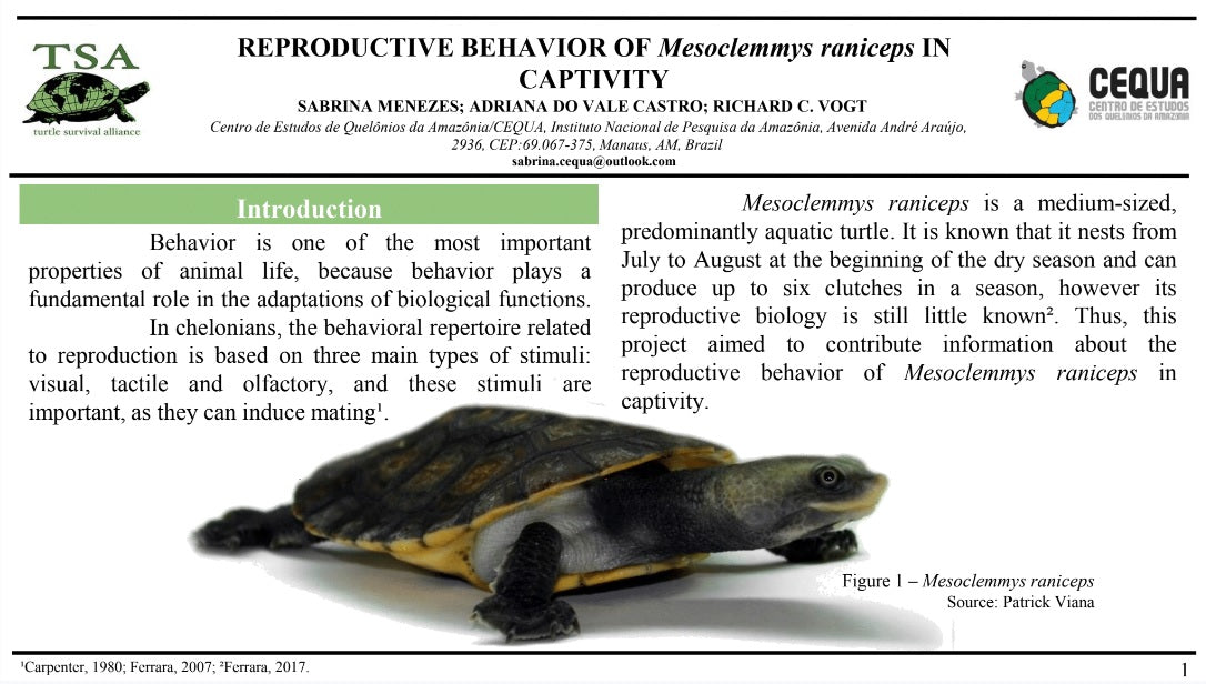Reproductive Behavior of Mesoclemmys raniceps in Captivity - Sabrina M ...