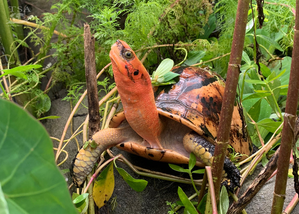 Species Spotlight: Bourret's Box Turtle – Turtle Survival Alliance