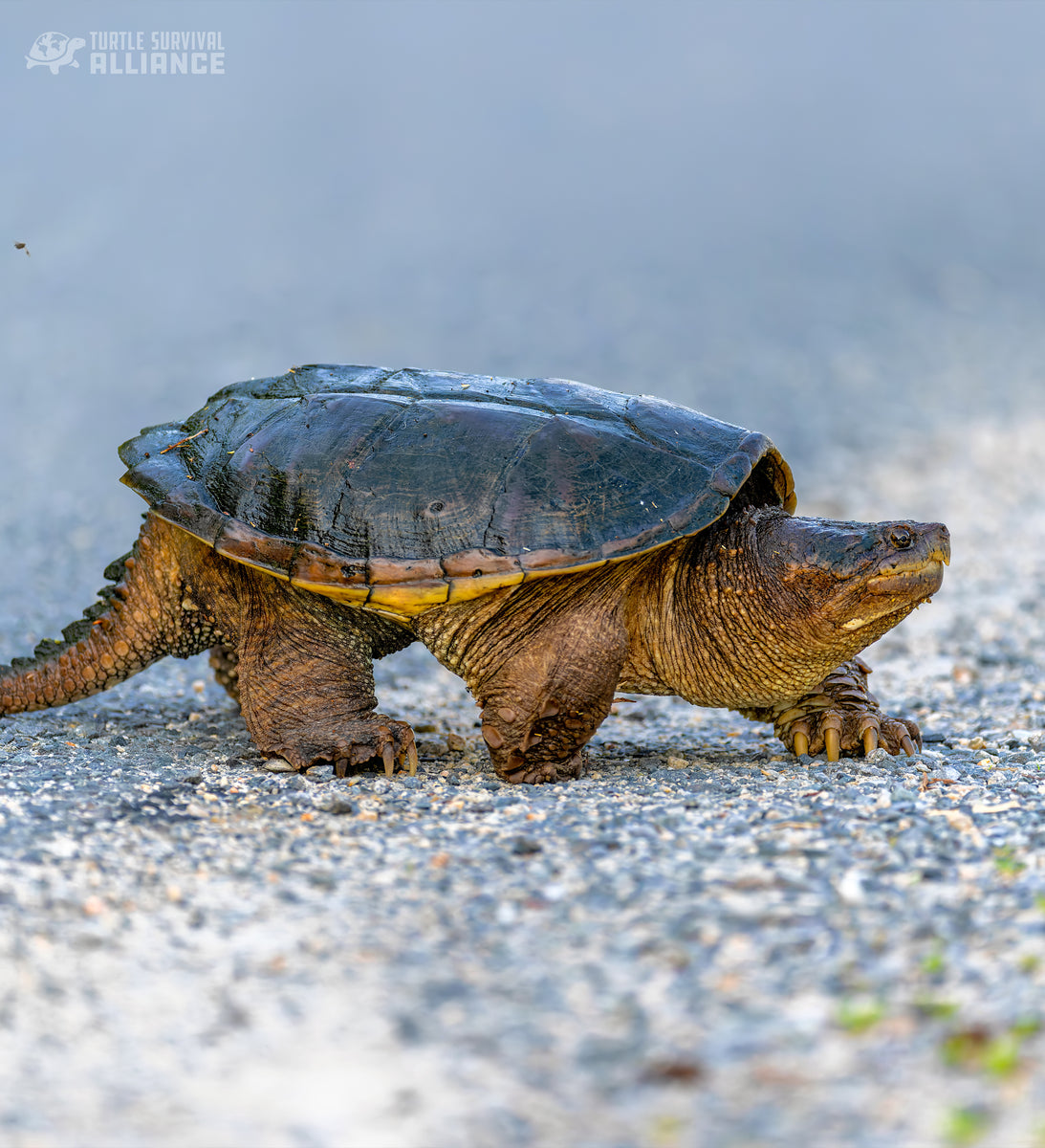 Species Spotlight! Common Snapping Turtle! – Turtle Survival Alliance
