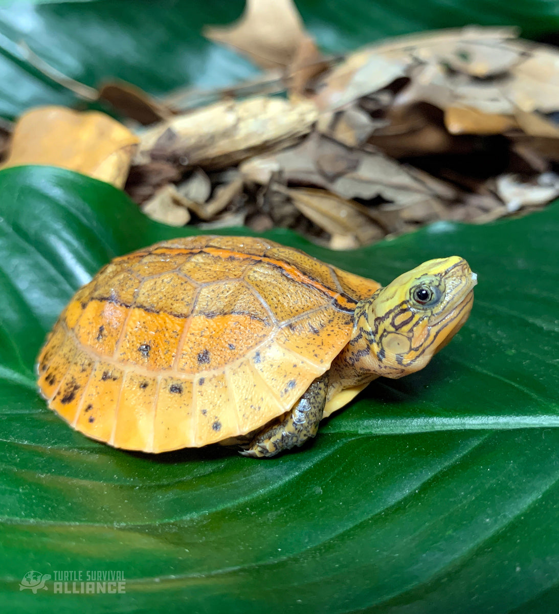 Species Spotlight! The Southern Vietnam Box Turtle! – Turtle Survival ...