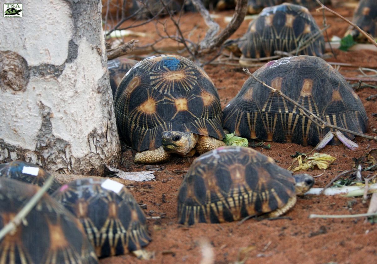 A Labor of Love! – Turtle Survival Alliance