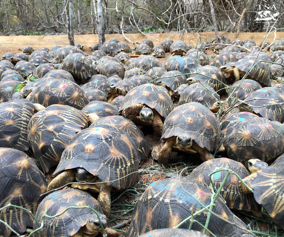 Remembering the Confiscation Crisis Three Years Later – Turtle Survival ...