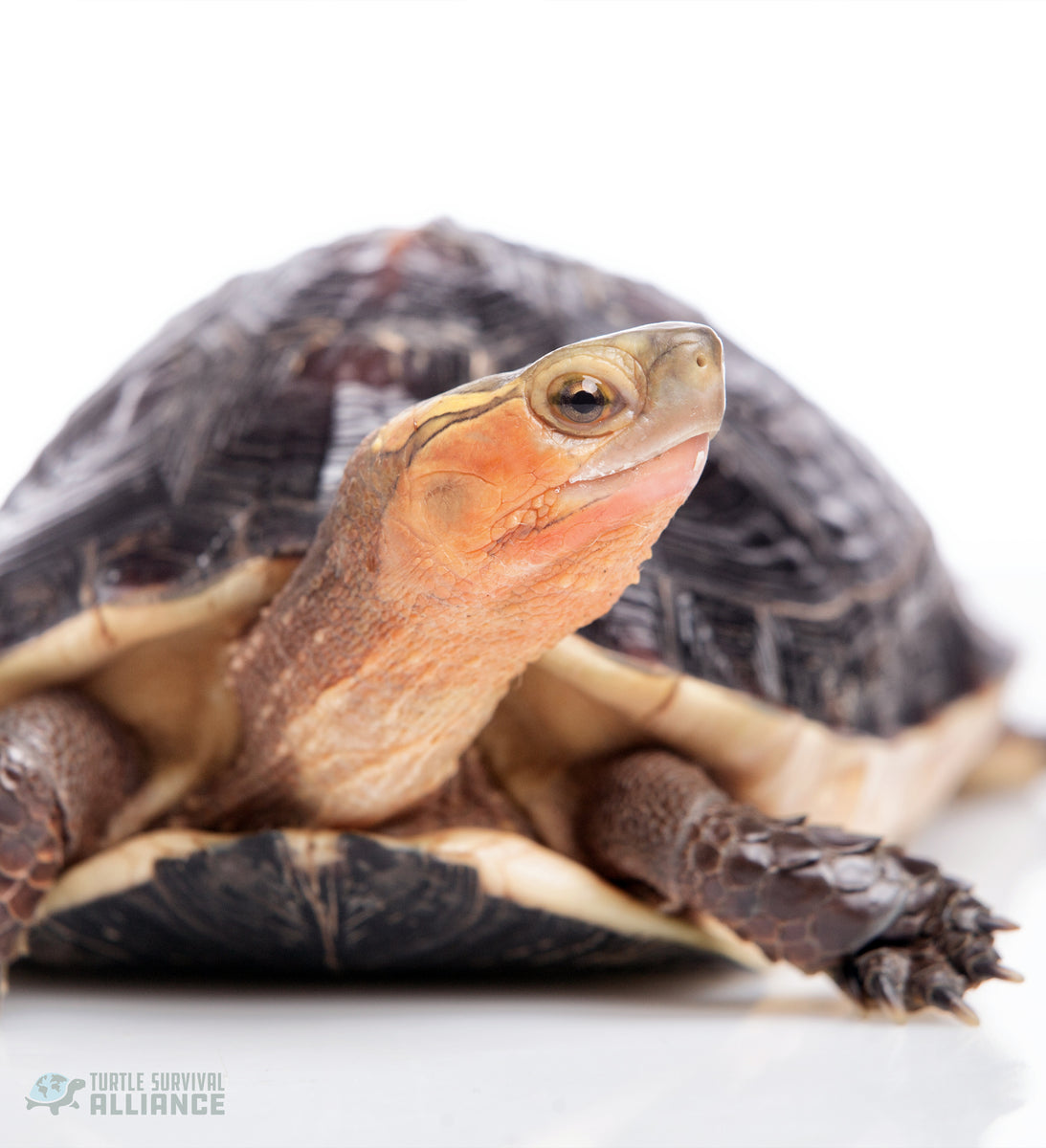 Species Spotlight! Yellow-margined Box Turtle – Turtle Survival Alliance