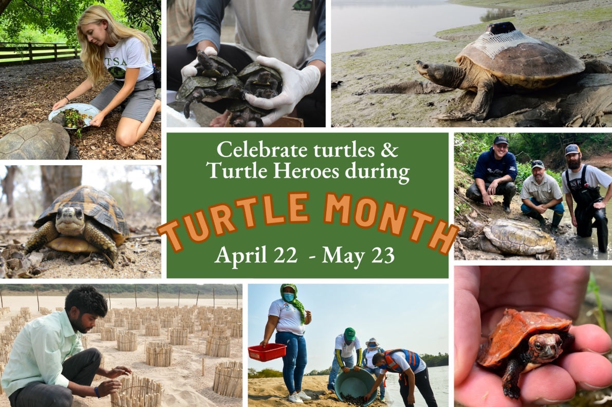 Turtle Month 2022 – Turtle Survival Alliance