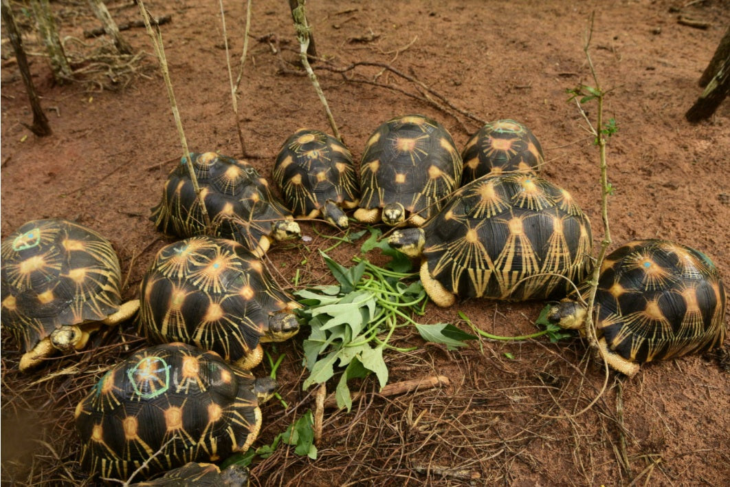 Madagascar Conservationists Release 1000 Critically Endangered Radiate ...