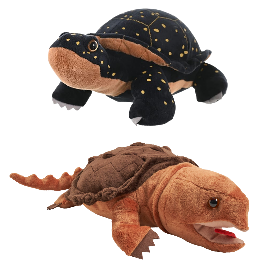 Adopt-a-Turtle Program – Turtle Survival Alliance