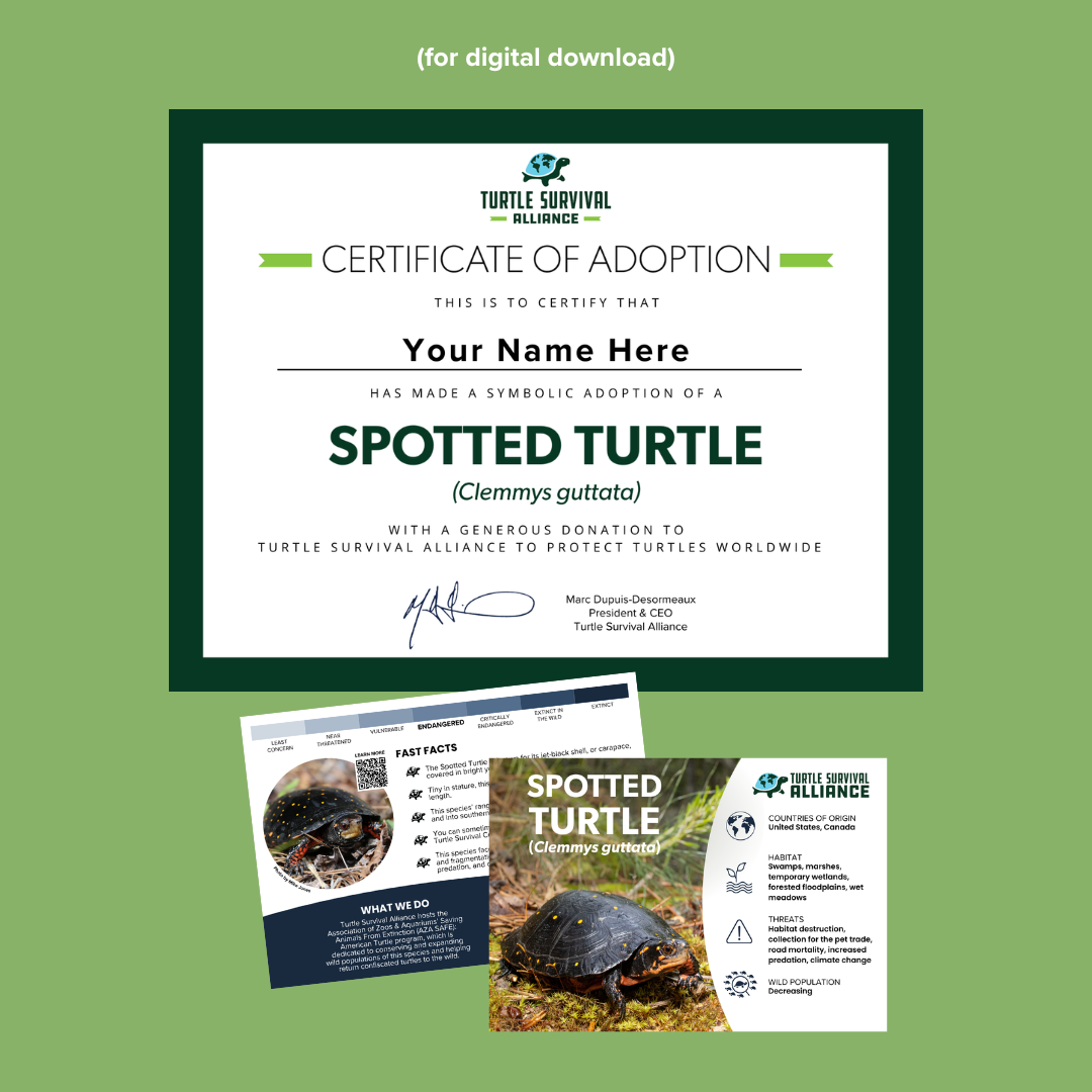 Adopt-a-Spotted Turtle – Turtle Survival Alliance