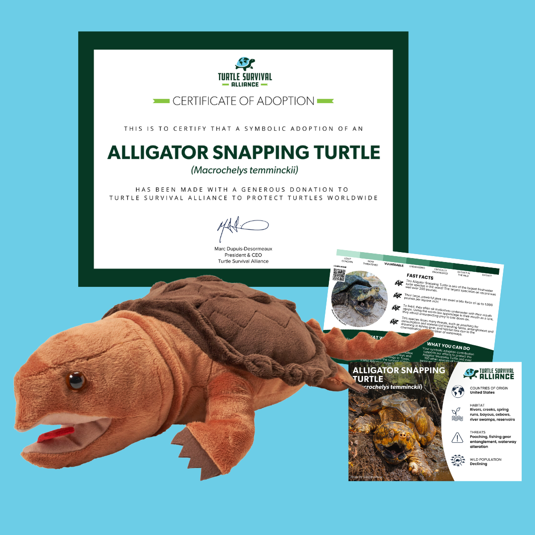 Adopt-a-Alligator Snapping Turtle – Turtle Survival Alliance