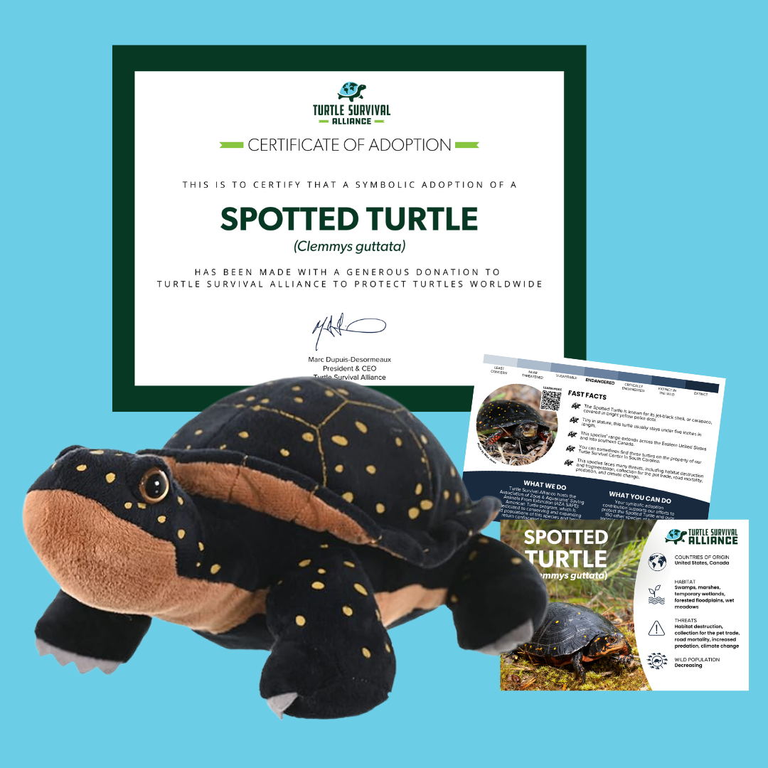 Adopt-a-Spotted Turtle – Turtle Survival Alliance